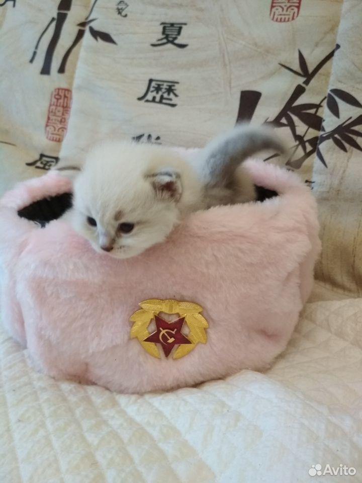 Котята невские маскарадные