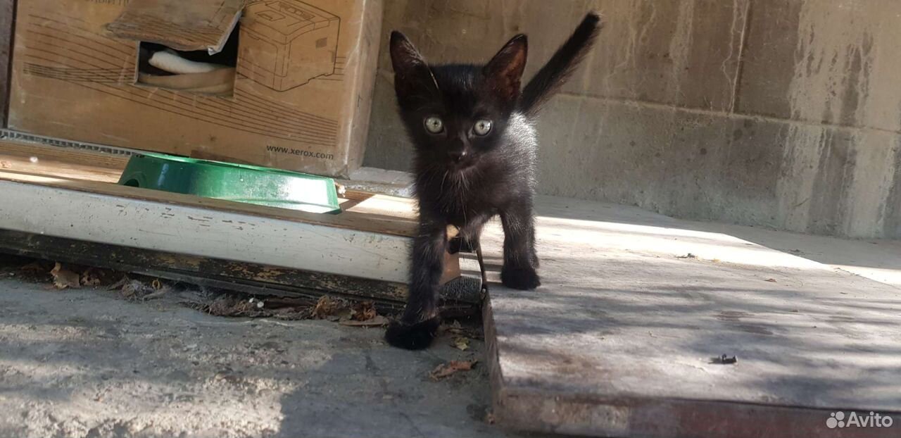 Котёнок черный в добрые руки