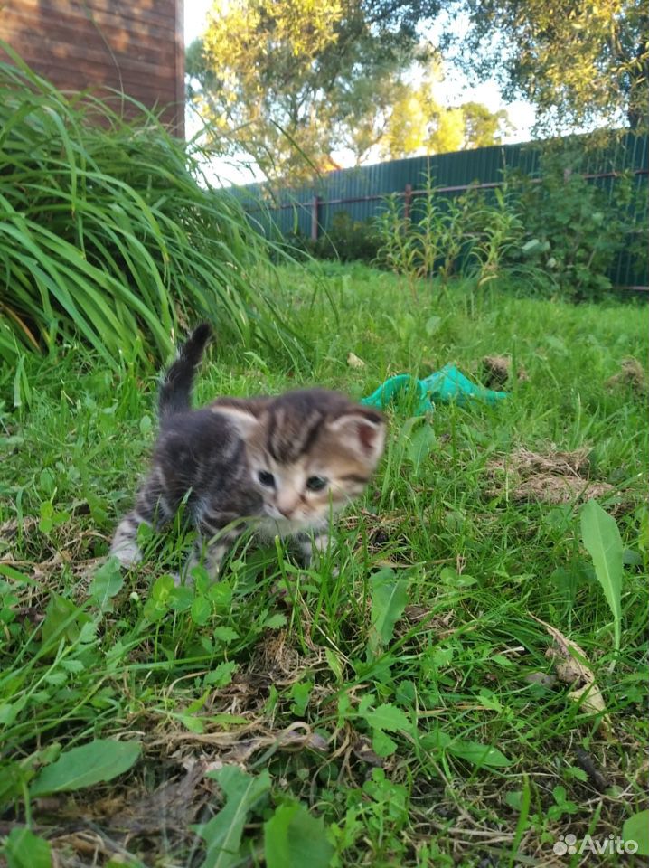 Кошка