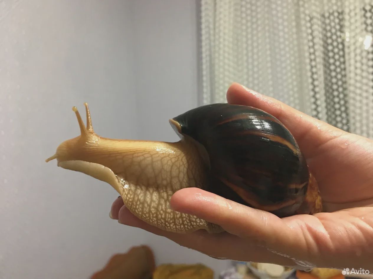Улитки Ахатины малыши