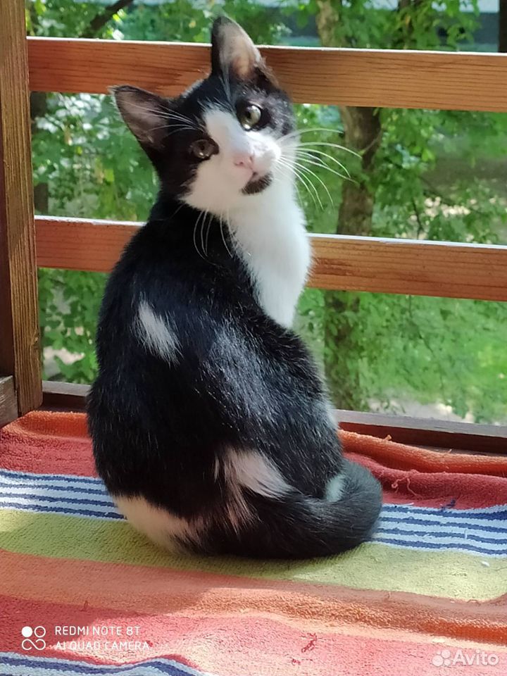 Котенок Флинтик (3 месяца) в добрые руки