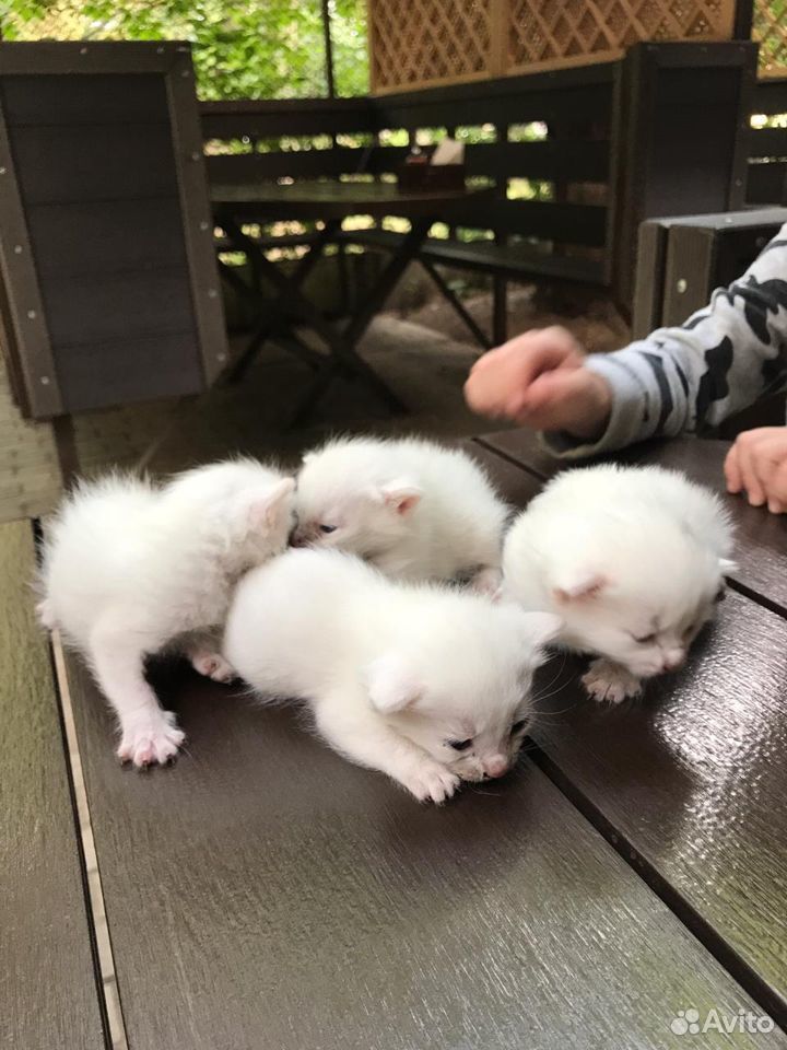 Красивые белые котята в добрые руки