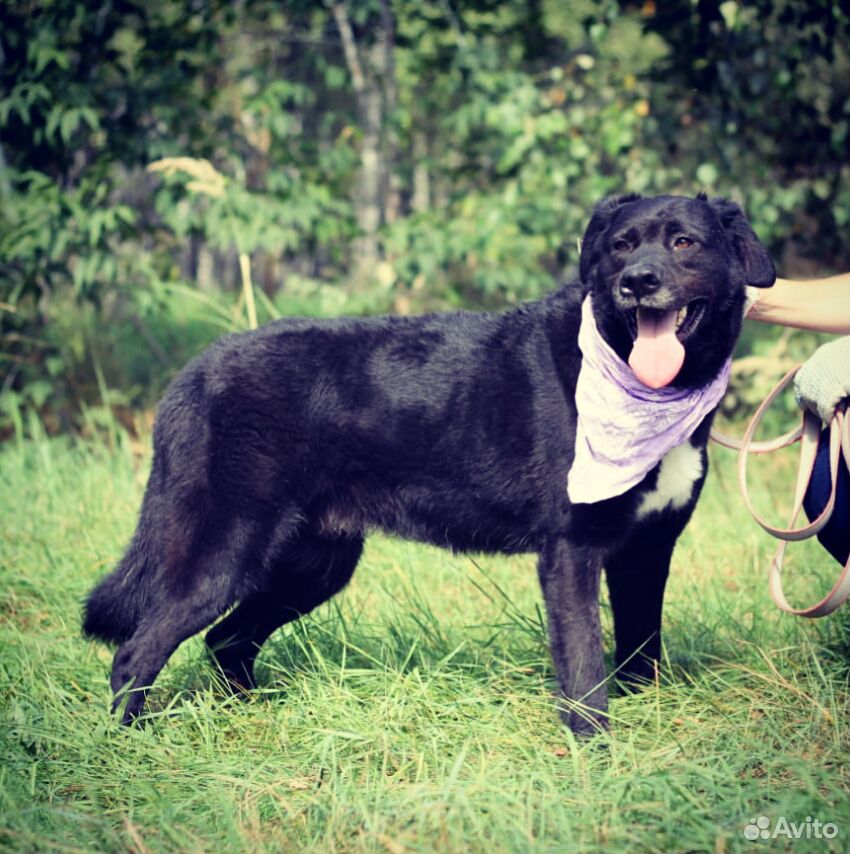 Метис лабрадора 3 года в дар