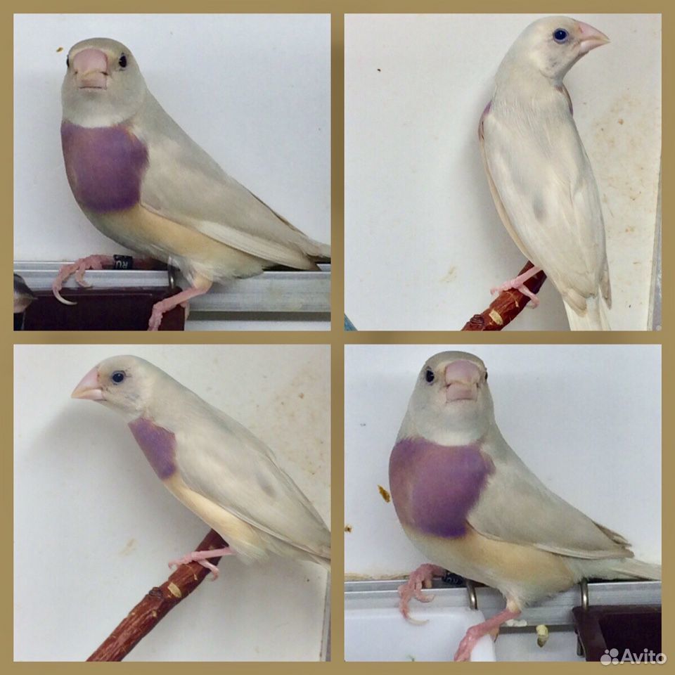 Самка Амадина Гульда (Сильвер)