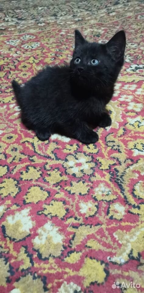 Чёрные котятки