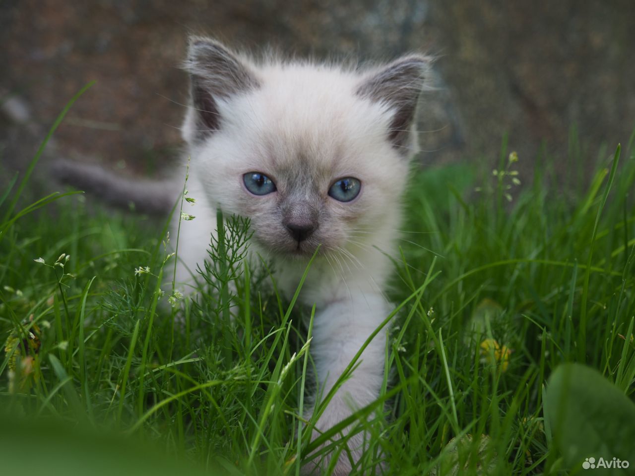 Котята невской маскарадной