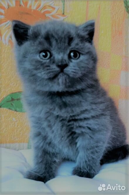 Британский плюшевый малыш