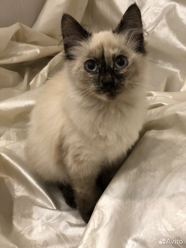 Котёнок по имени Гав ищет любящую семью Девочка:)