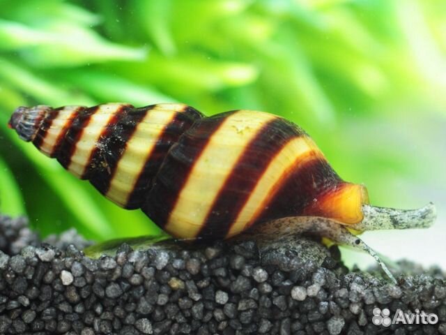 Улитка хелена