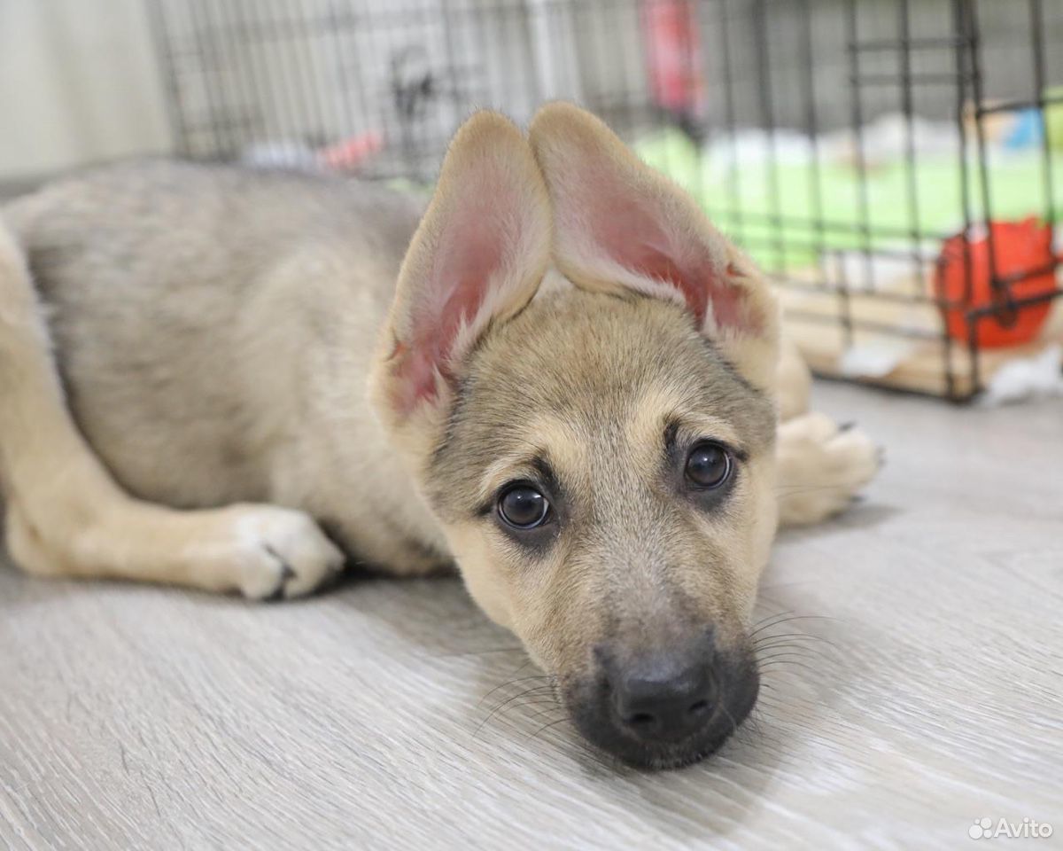 Зайка метис хаски в дар