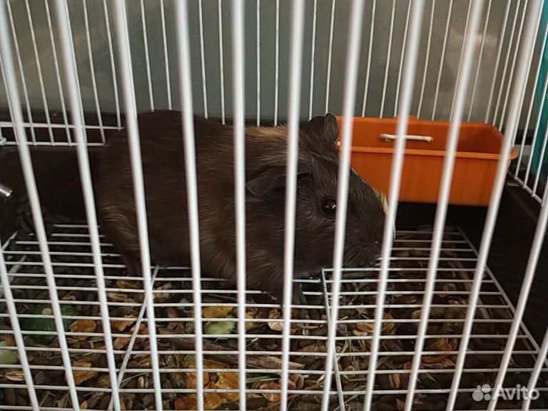 Морская свинка