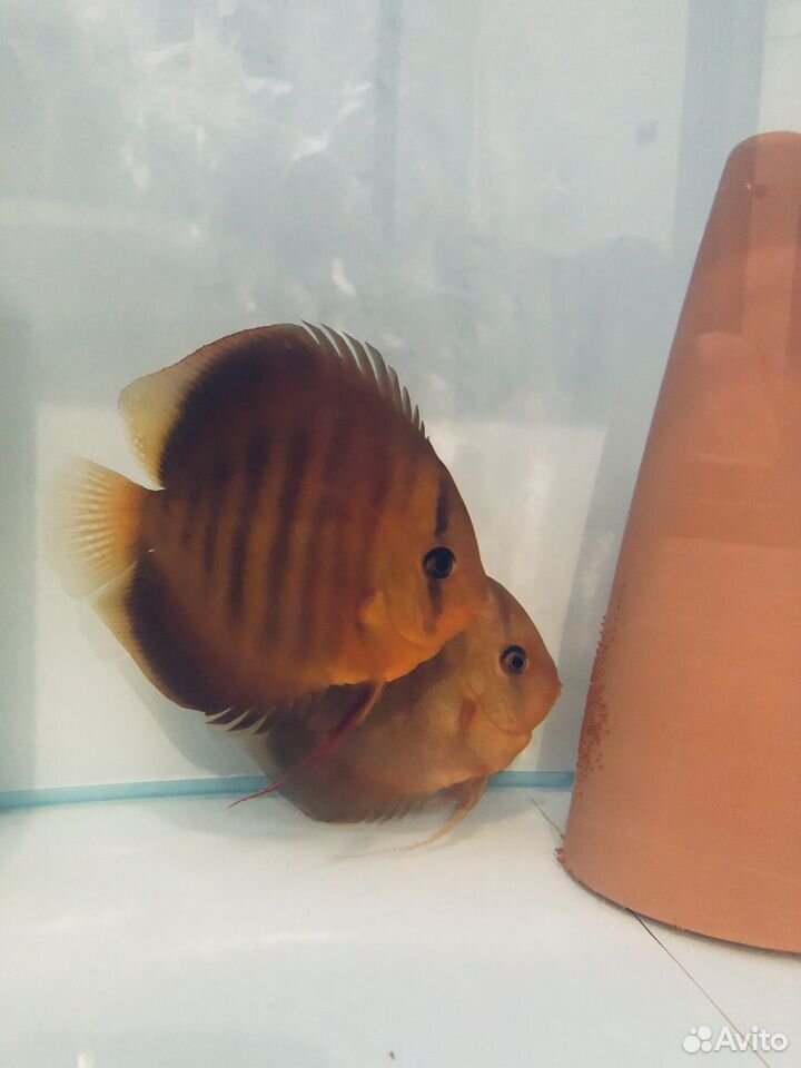 Пара ред ковер