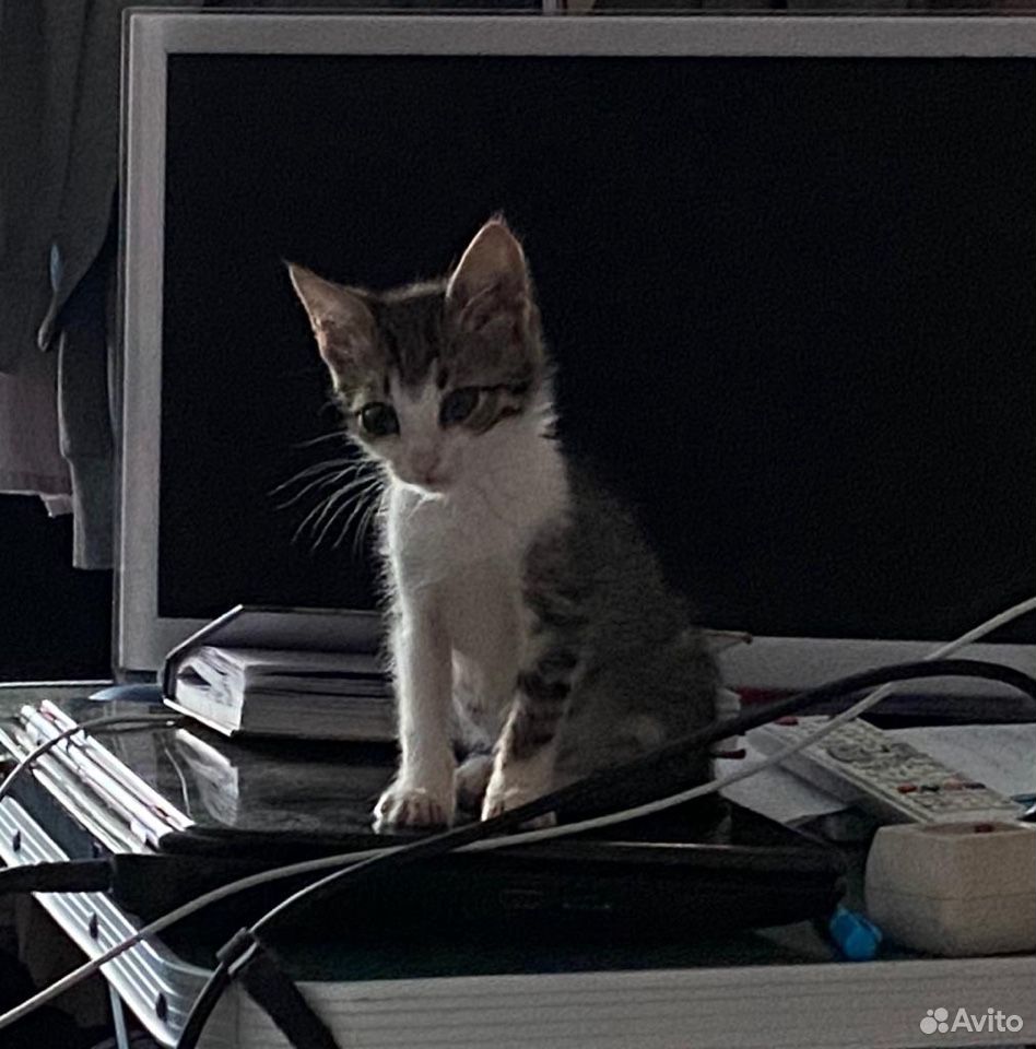 Котёнок