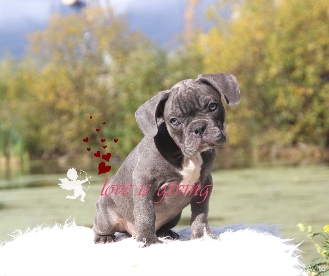 Цветные щенки французского бульдога