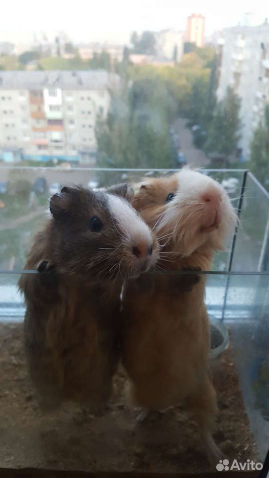 Морские свинки