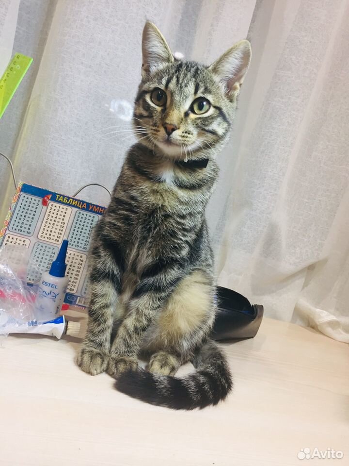 Кот