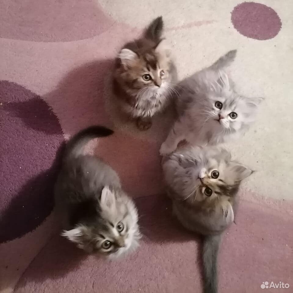 Котята Хайленд