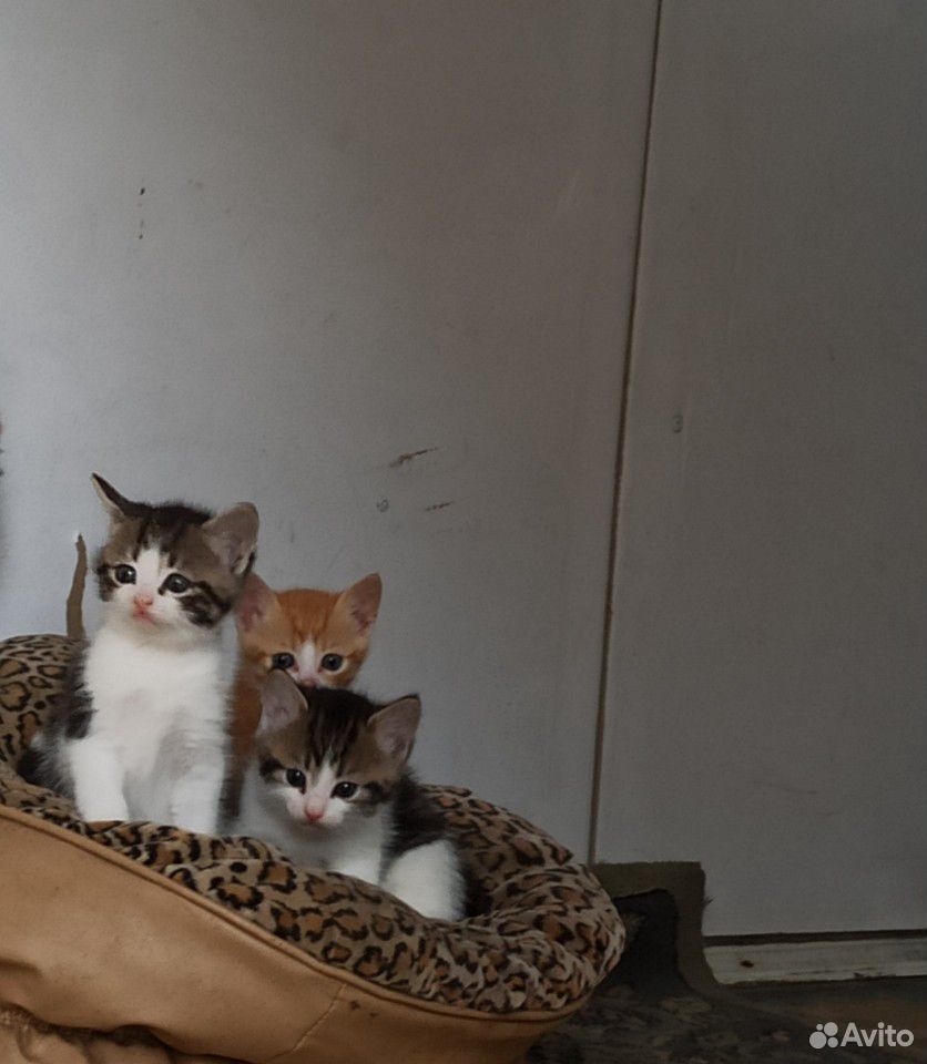 В добрые руки отдаем пацанов