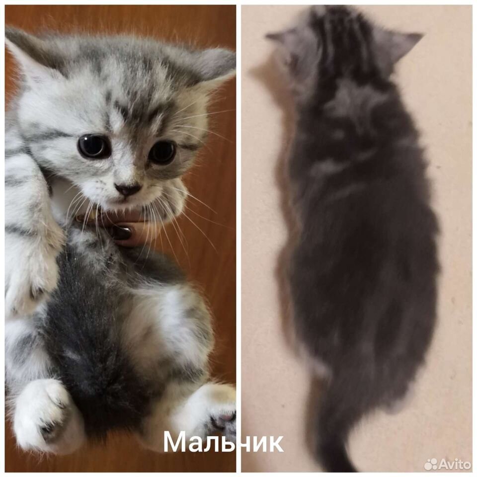 Котята