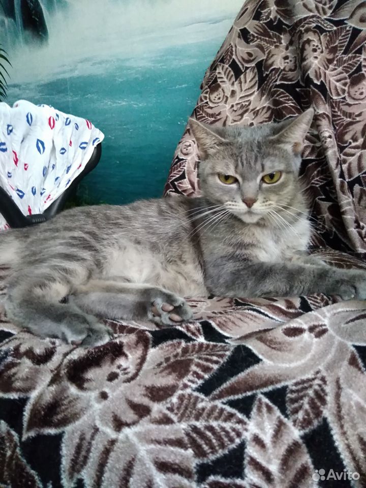 Кошка британка взрослая