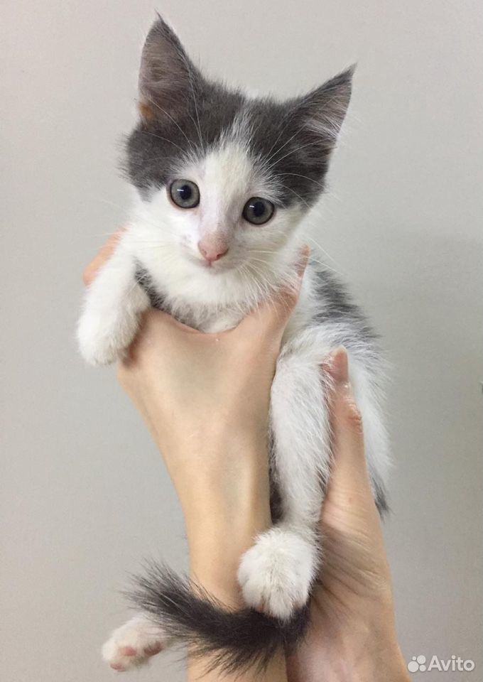 Котёнок ищет родителей