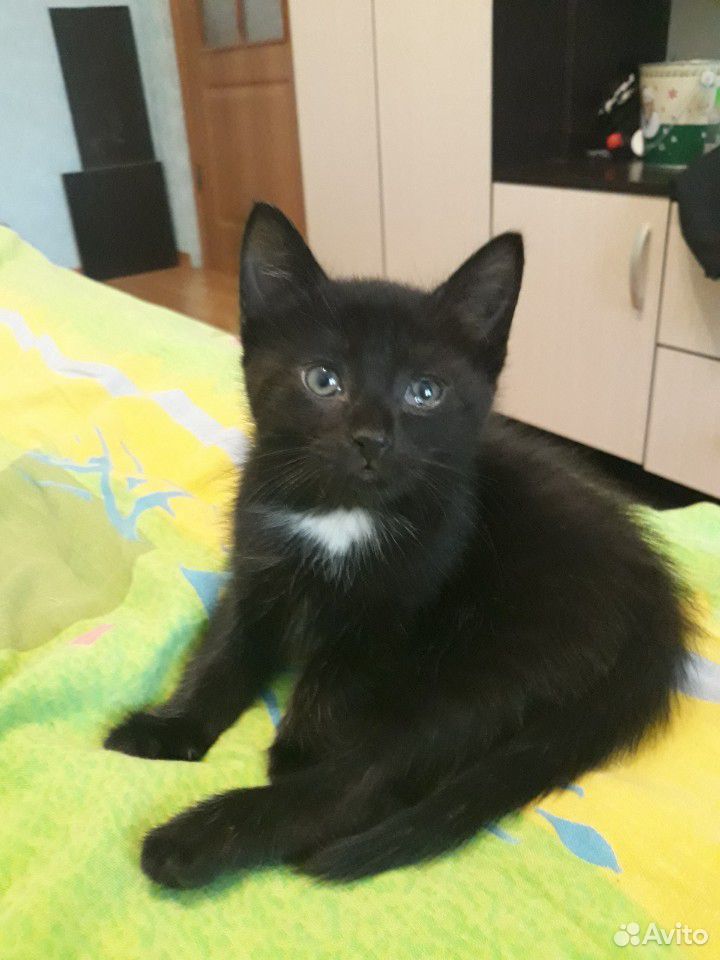 Мальчик Чарли в добрые и ответственные руки