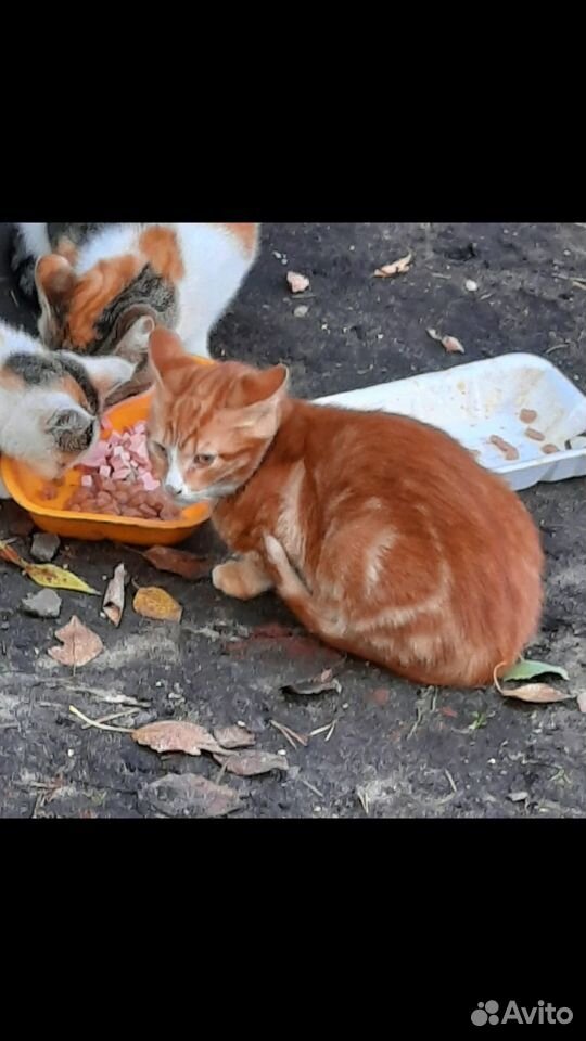 В добрые руки