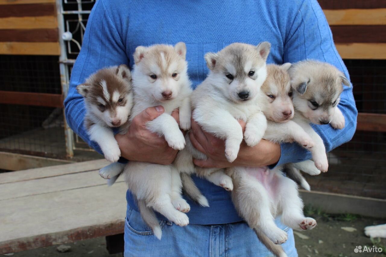 Сибирский хаски