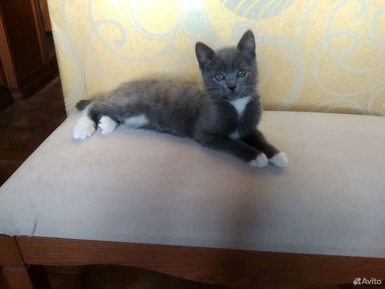 Кошка