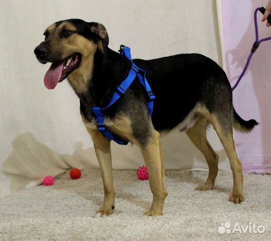 Молодой кобель Брюс ищет дом