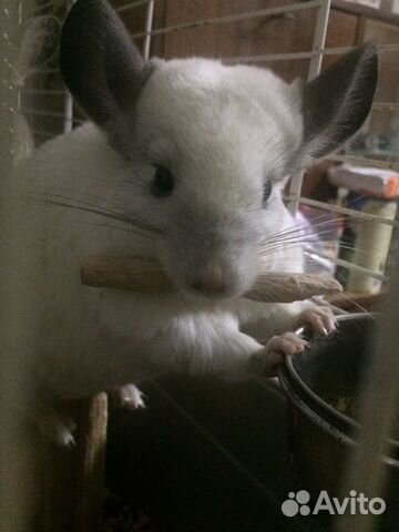 Шиншиллы пара