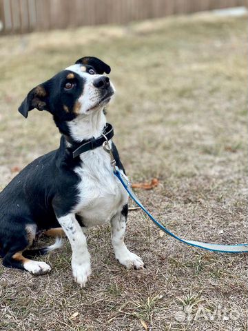 Ищет дом не крупная Собачка Дина