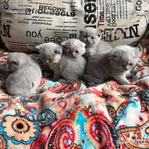 Британские котята