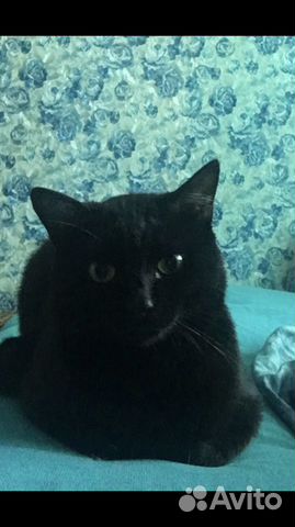 Черный кот