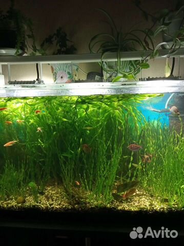 Аквариумные растения