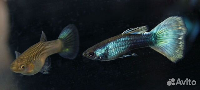 Гуппи малахит самец+2самки