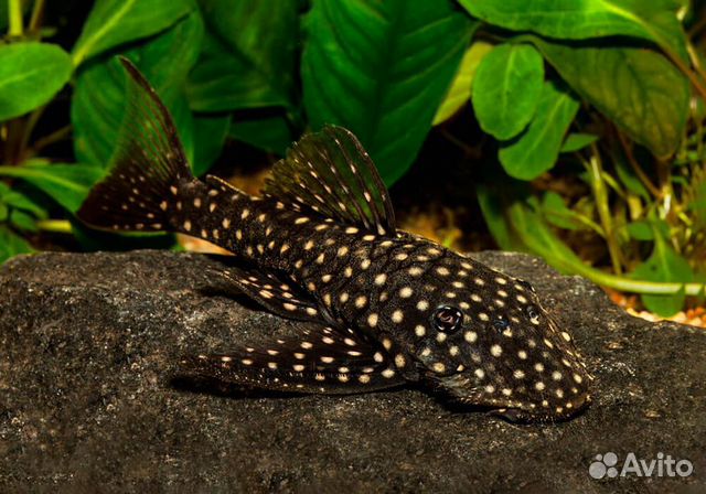 Сомик парчовый 25 см