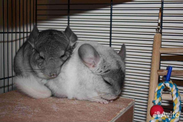 Семья шиншилл