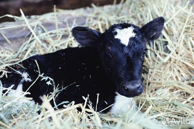 Две телочки 2021 года выпуска