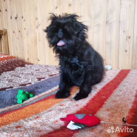 Аффенпинчер мальчик