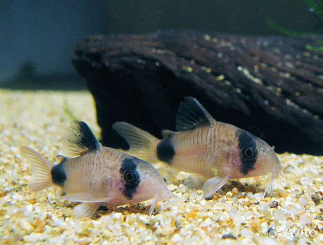Крапчатые сомики