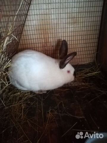 Кролик Калифорния самец