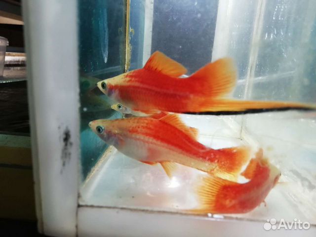 Меченосец Ананасовый