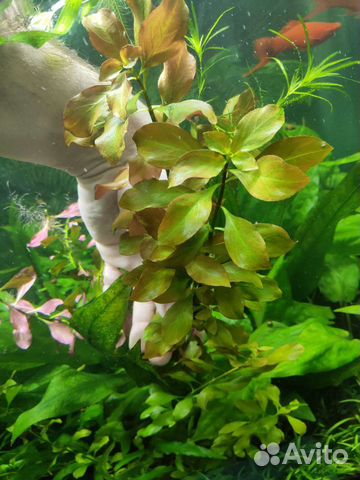 Людвигия ползучая и Валиснерия Спиралевидная