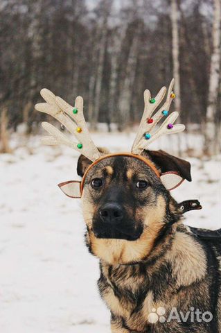 Собака в добрые руки