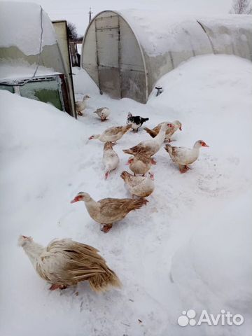 Индоутки на племя