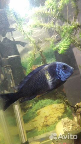 Аквариумные рыбы