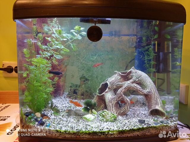 Аквариум