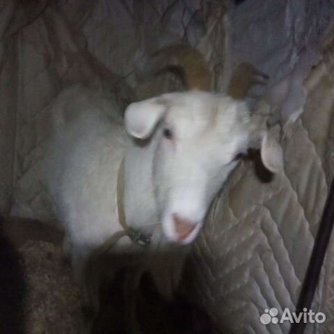 Коза нубийская