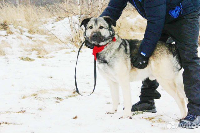 Крупный пёс в тёплый вольер